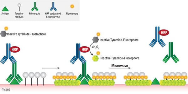 Multiplex Immunohistochemistry